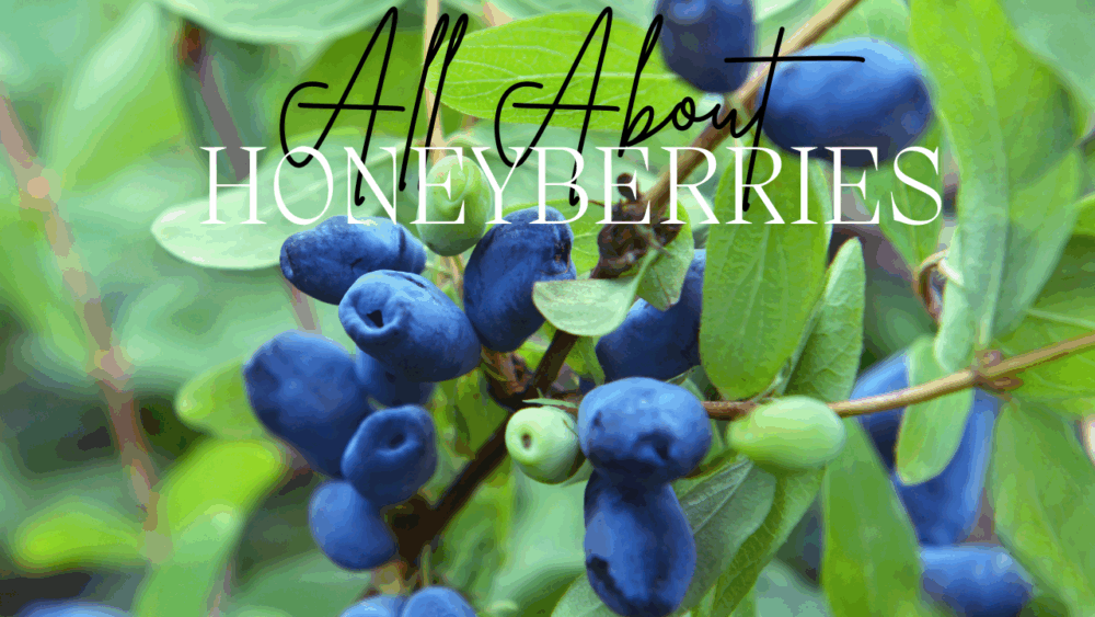 Home Honeyberries | Caledonian Horticulture