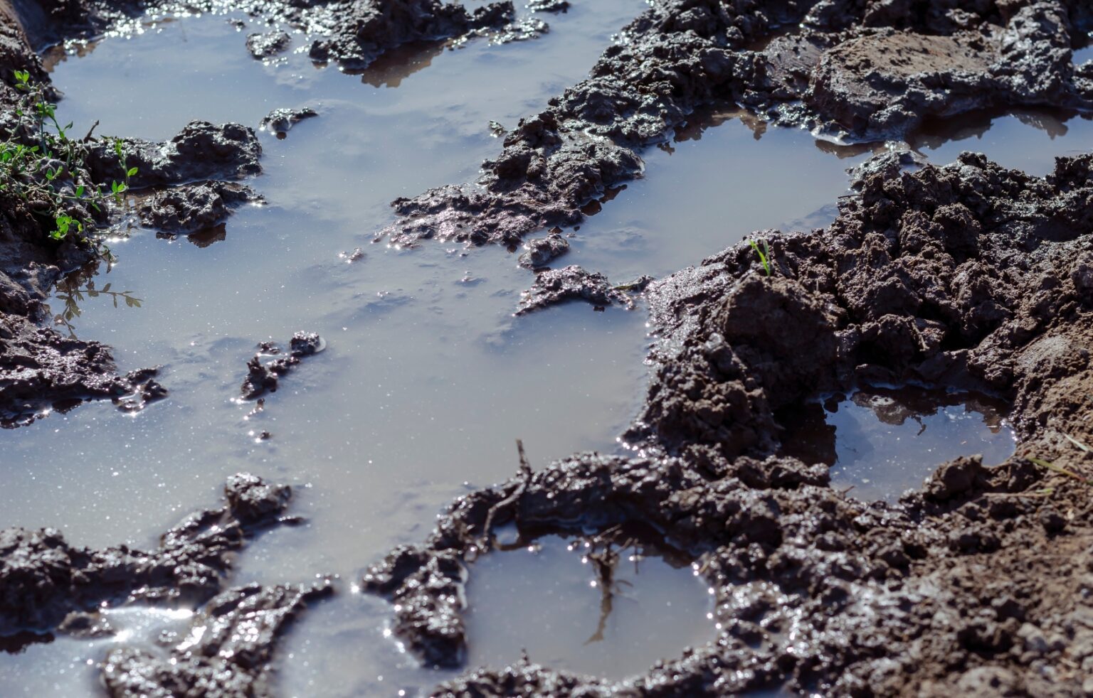 Gardening On Wet Soils | Caledonian Horticulture