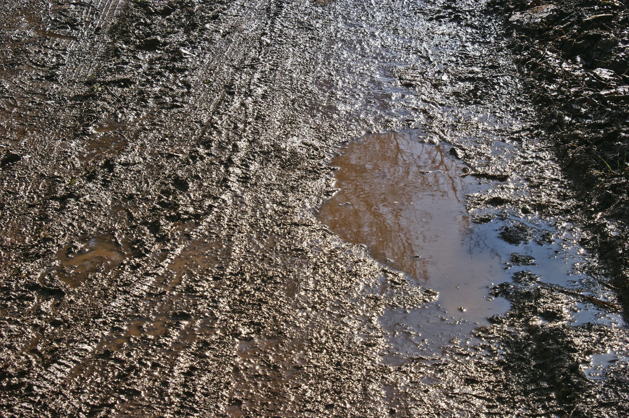 Gardening On Wet Soils | Caledonian Horticulture