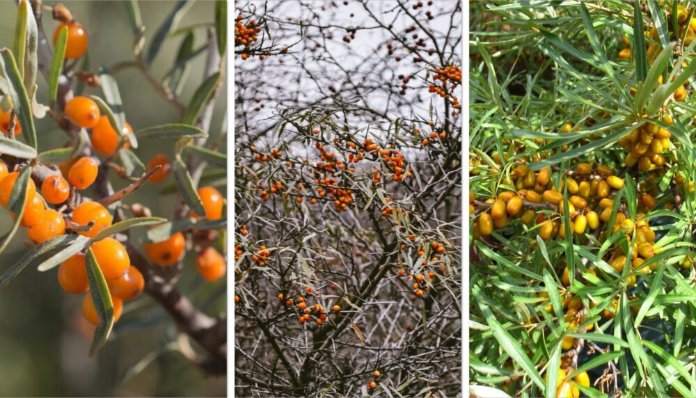 Super Sea Buckthorn : A Tiny Berry with Mega Health Benefits ...
