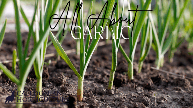 Growing Garlic in the Scottish Climate - Caledonian Horticulture
