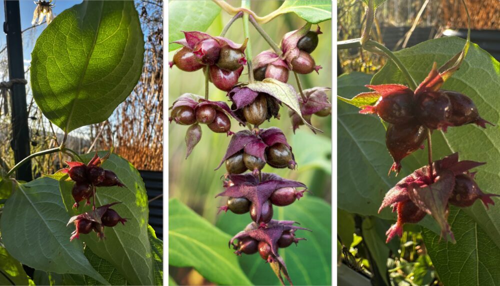 All About Pheasant Berry: Winter Planting In The Scottish Climate
