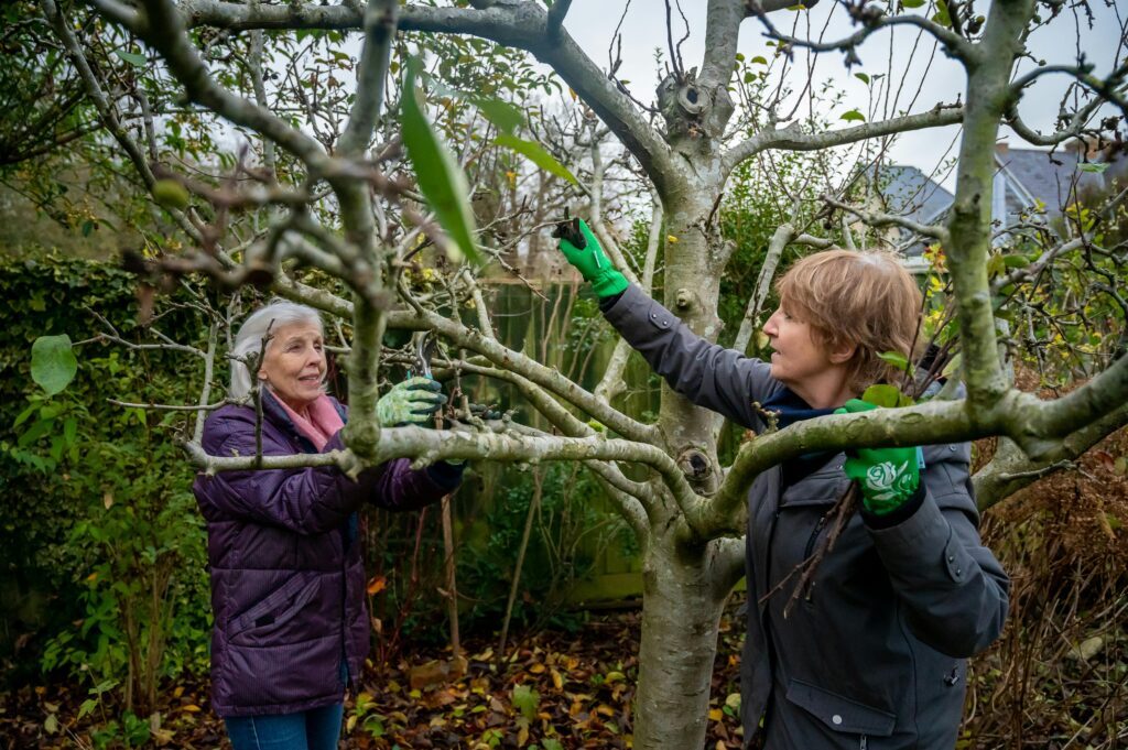 Winter Pruning in the Garden: What to Cut Back and When
