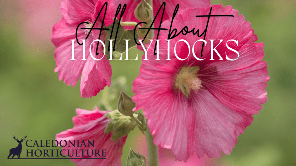 All About Hollyhocks: Growing Edible Flowers in Scotland