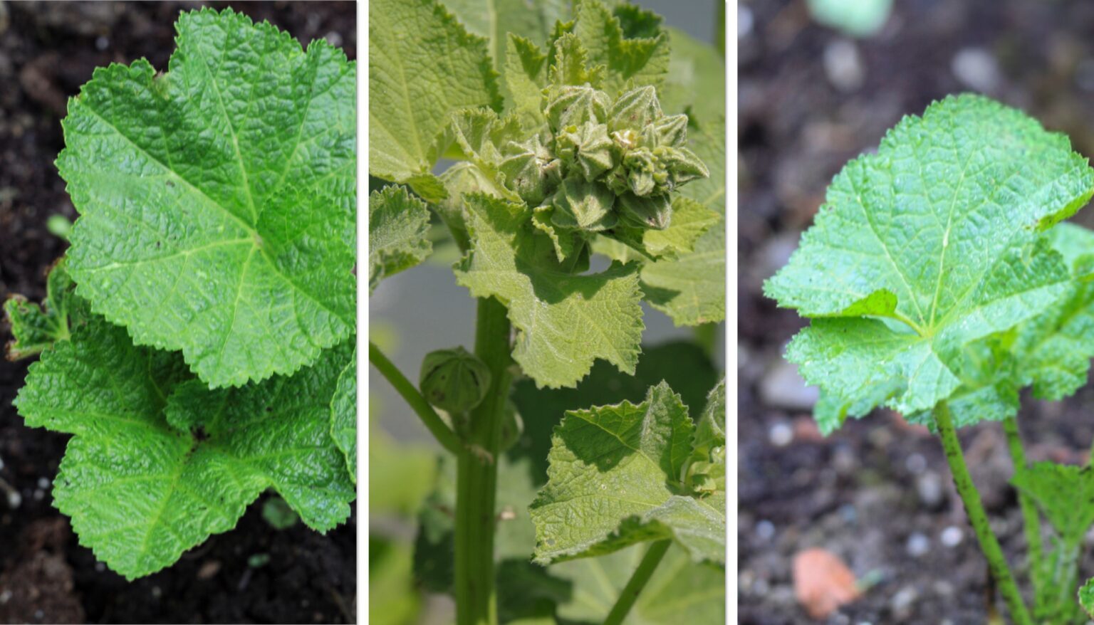 All About Hollyhocks: Growing Edible Flowers in Scotland