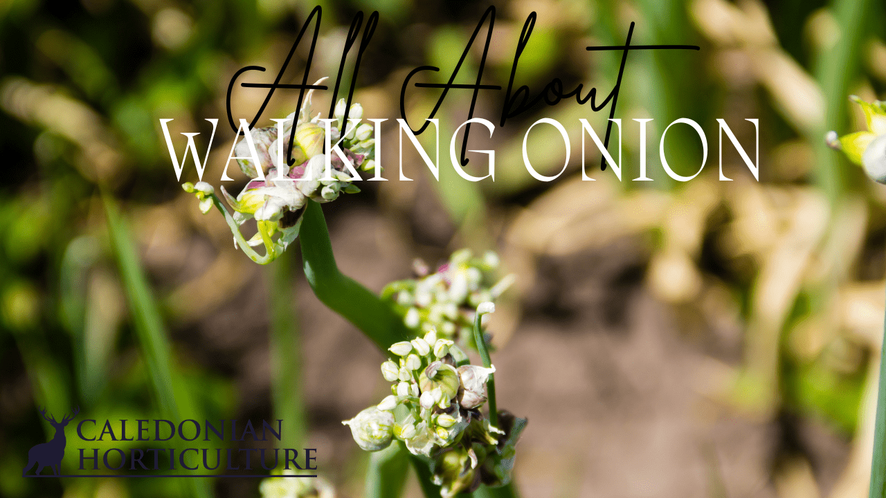 All About Walking Onions: Growing Egyptian Onions in Scotland