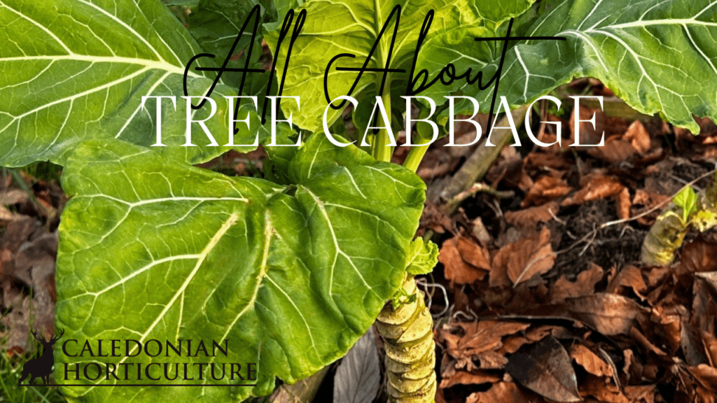 All About Tree Cabbage: Growing Hardy Brassica's in Scotland