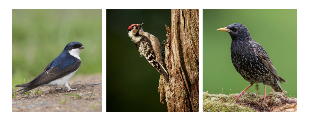Supporting your Local Birds in the Summertime