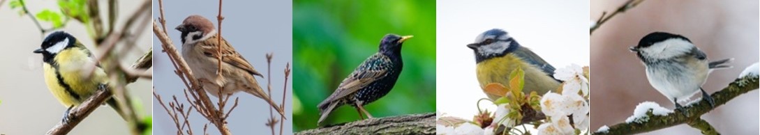 Boosting Biodiversity in Your Garden: Bird Boxes