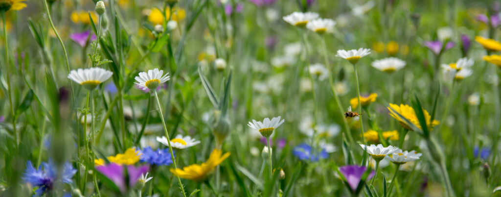 Boosting Biodiversity in Your Garden: Wildflower Meadows