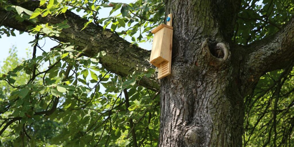 Boosting Biodiversity in Your Garden: Bat Boxes
