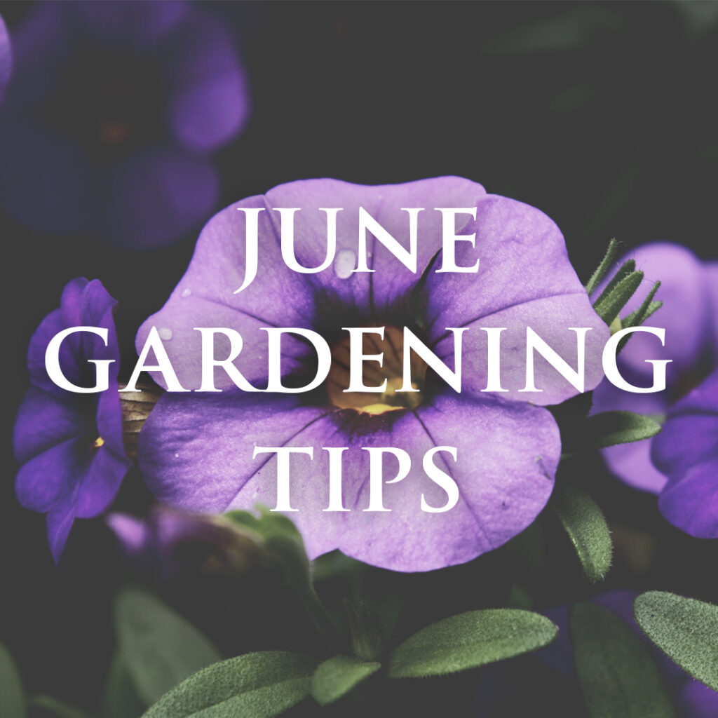 Our June Gardening Guide: Top gardening tips for the summer
