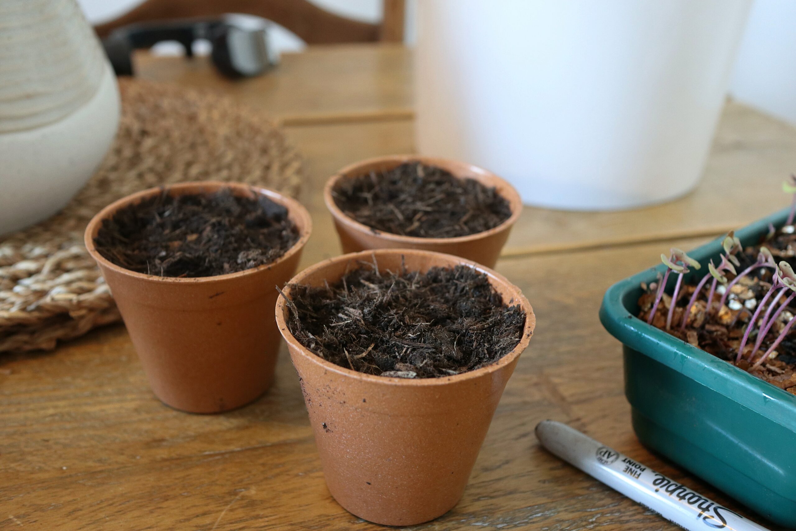 A Guide to Seed Sowing