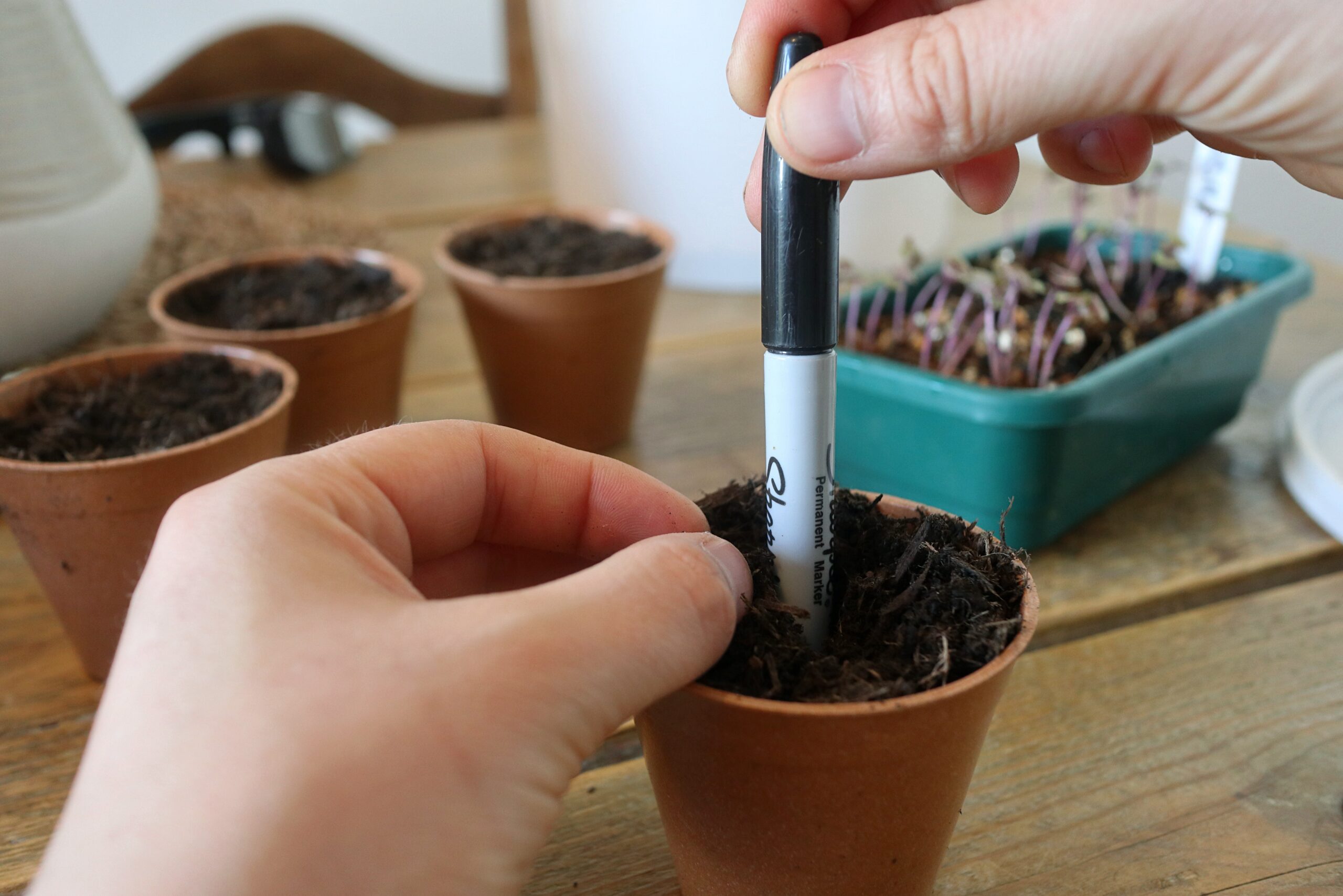 A Guide to Seed Sowing