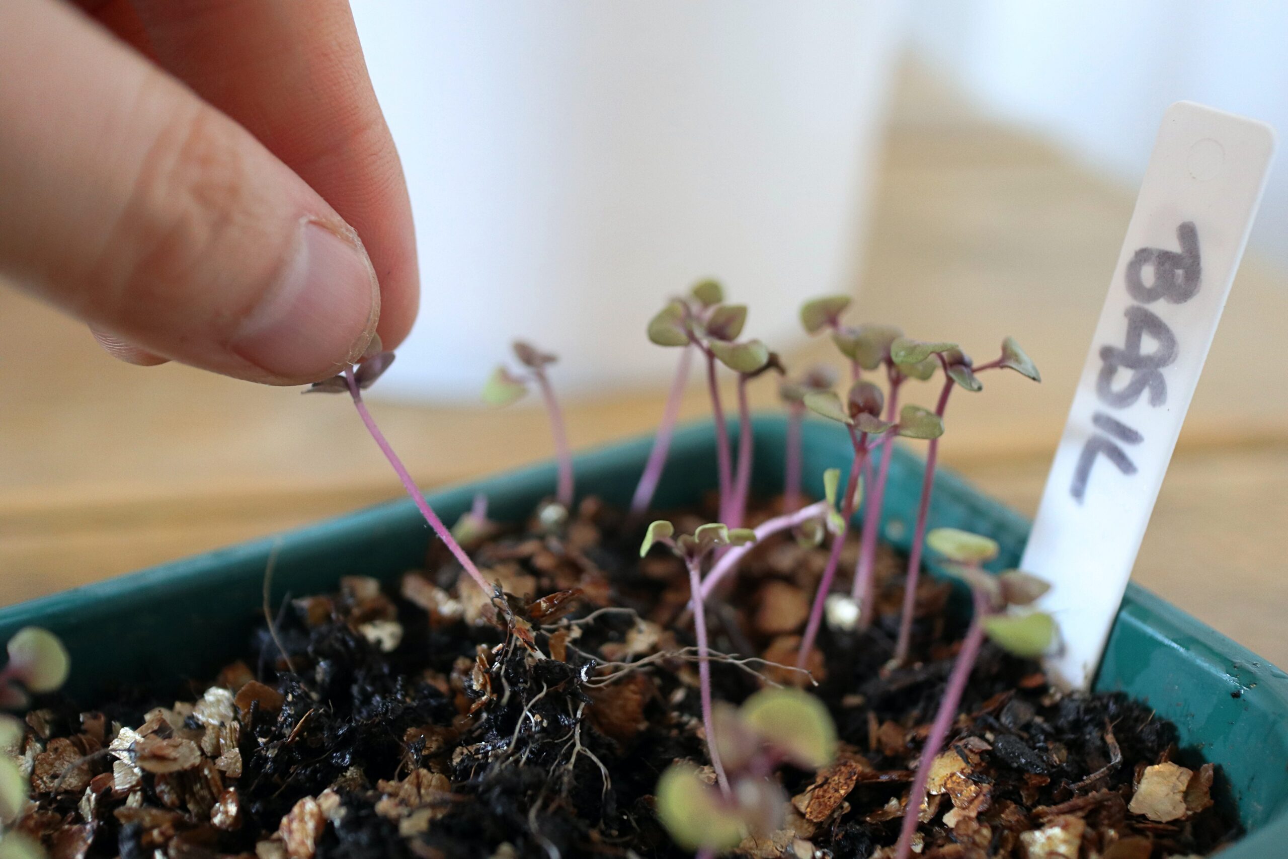 A Guide to Seed Sowing