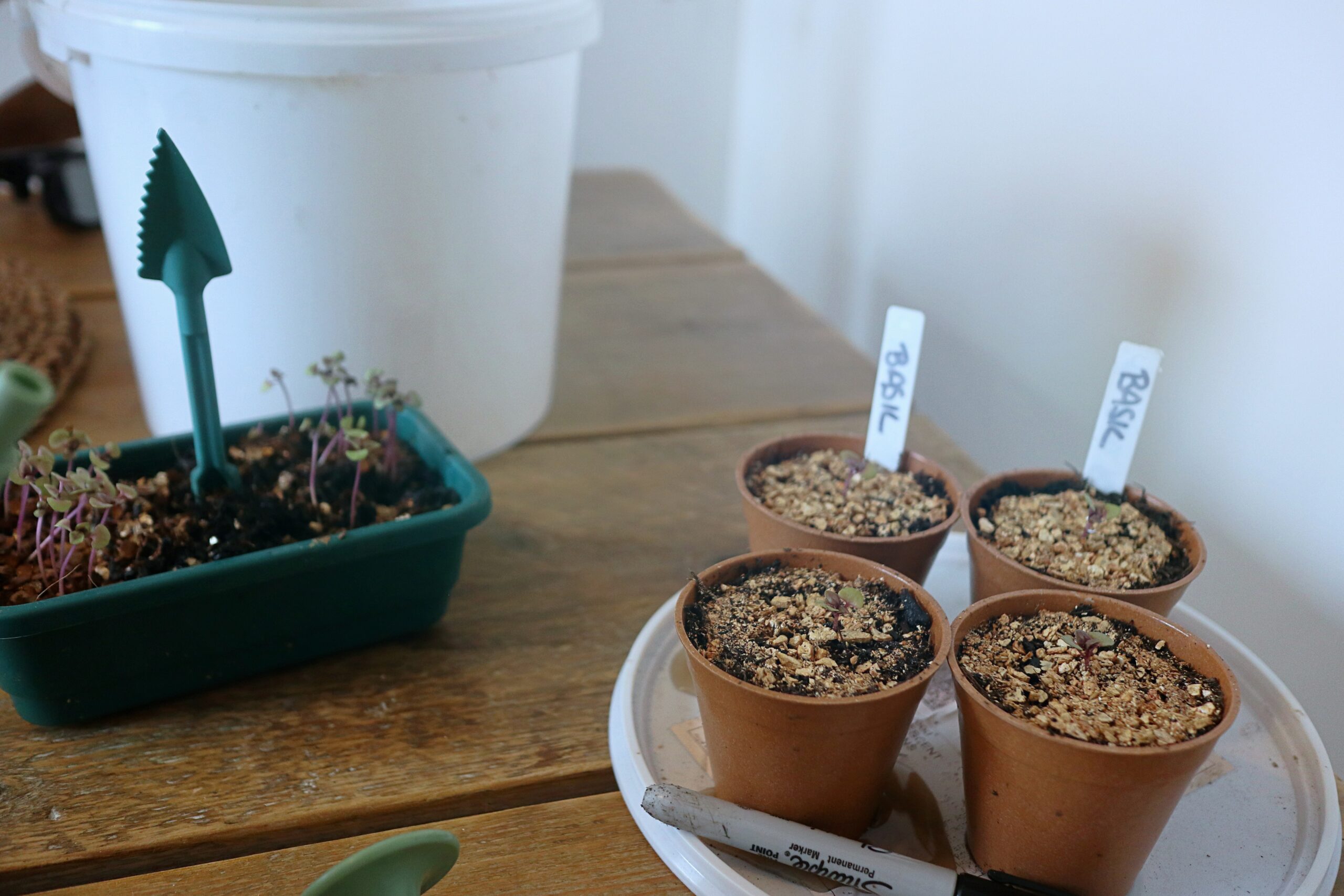 A Guide to Seed Sowing