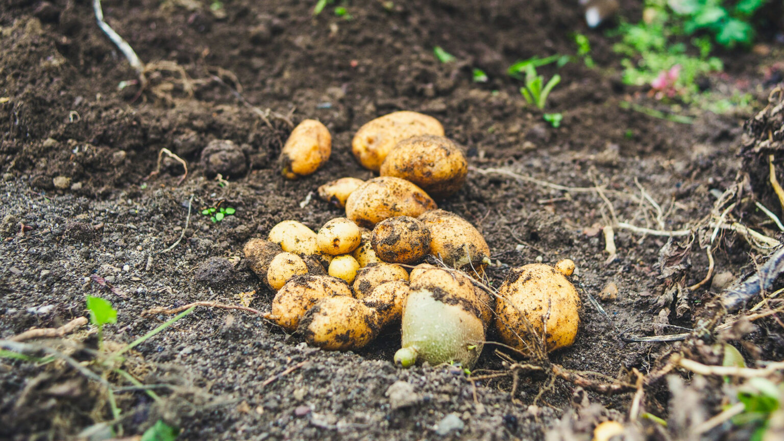 Maximising Your Potato Yield: Tips for Optimal Crop Performance