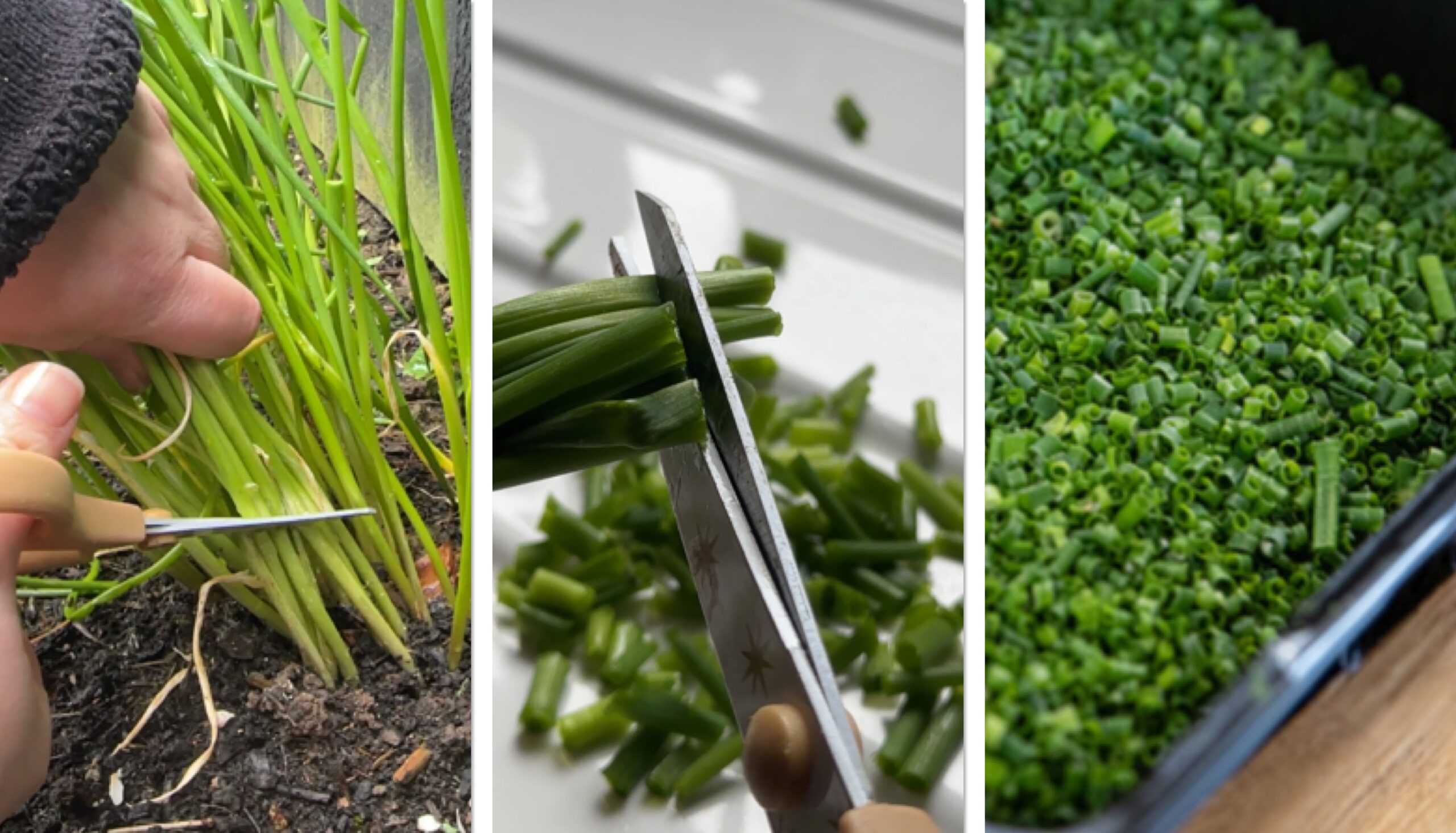 From Seedling to Savoury Herb: All About Chives