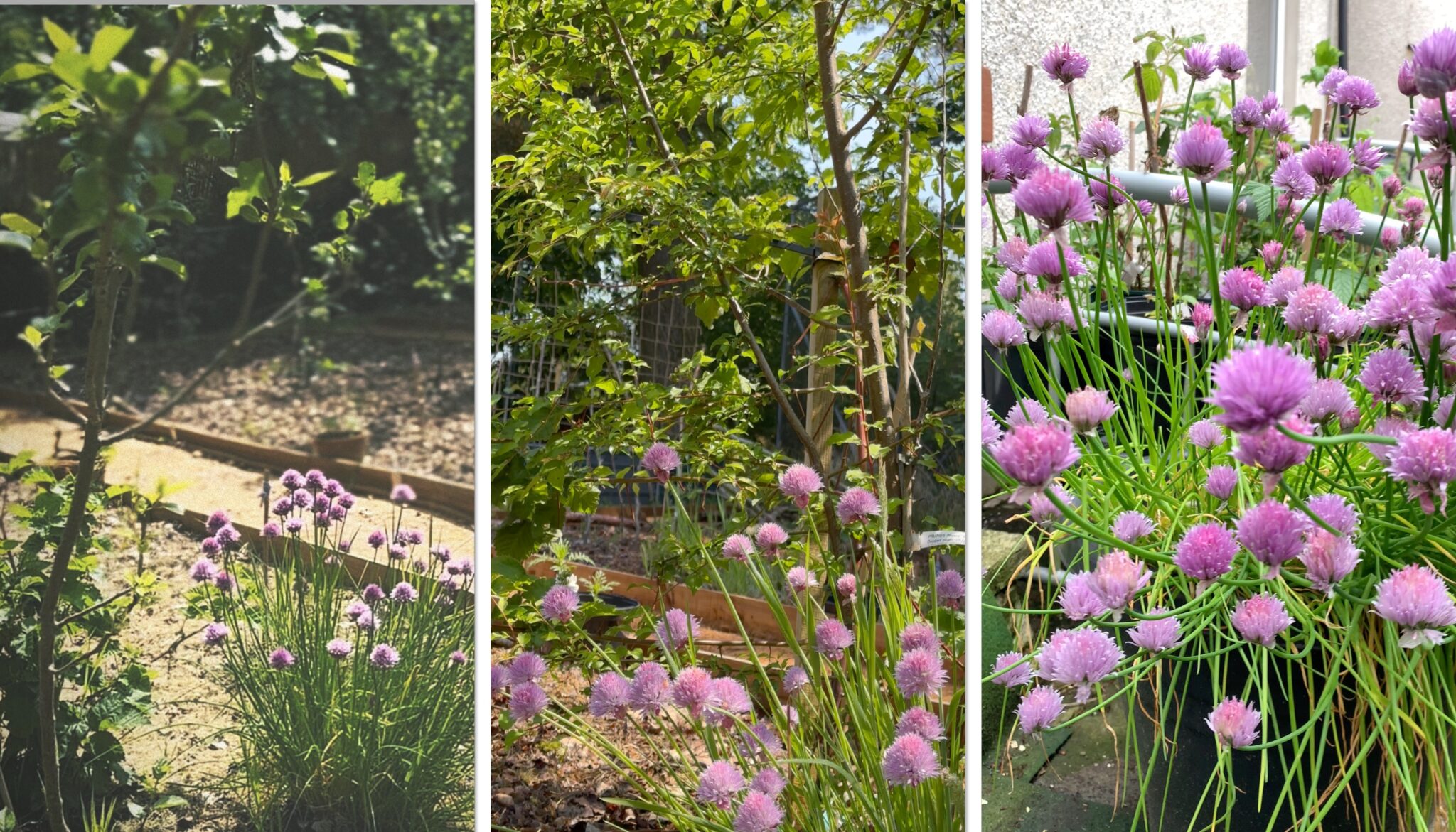 From Seedling to Savoury Herb: All About Chives