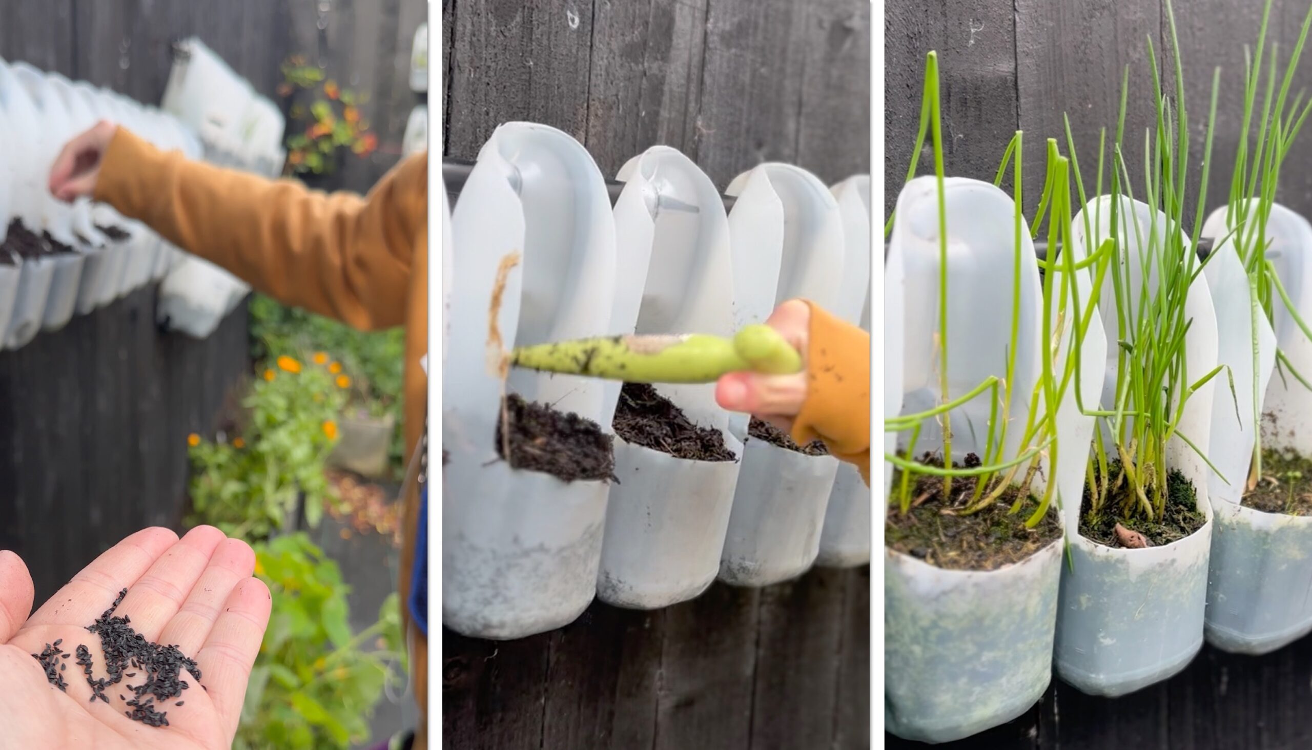 From Seedling to Savoury Herb: All About Chives