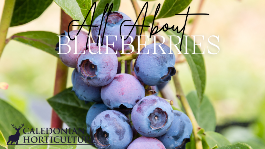 Blueberry Bonanza: Cultivate Delicious Blueberries at Home