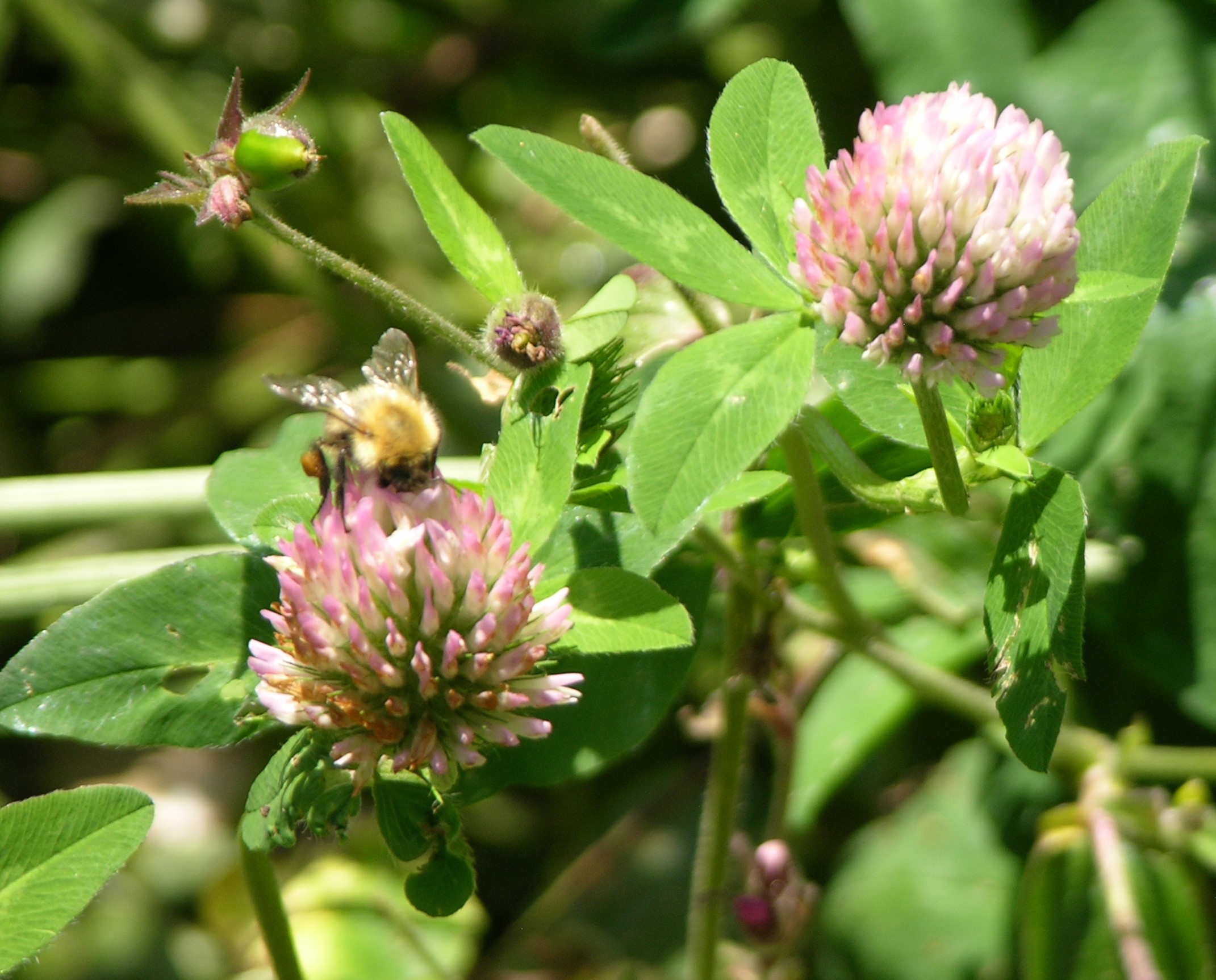 Mulching Your Garden: What are the Benefits?