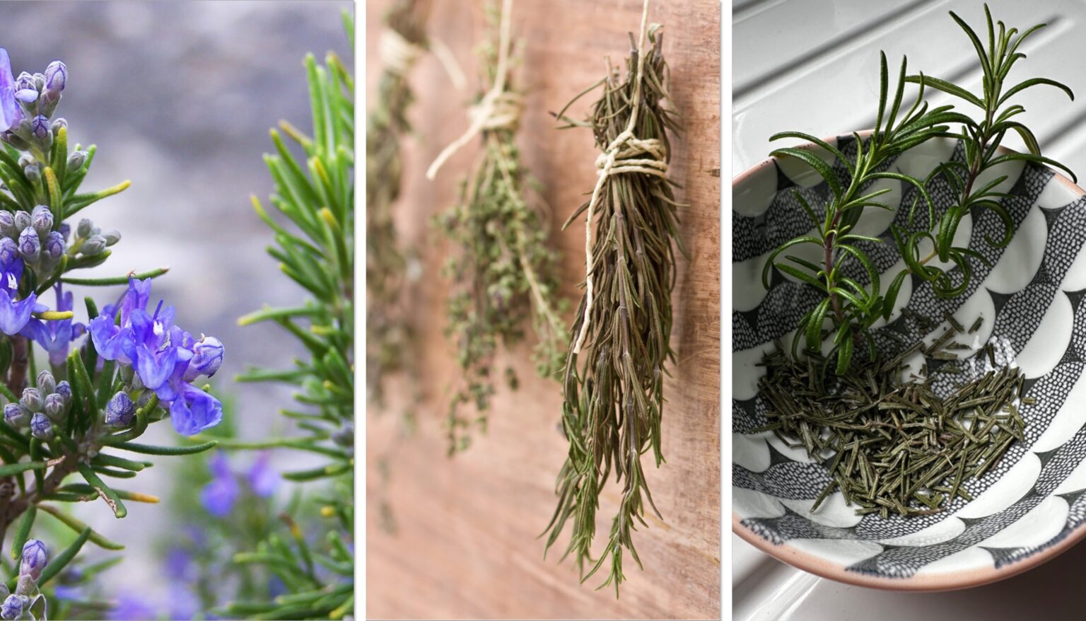 Rosemary Riches: Cultivating a Thriving Herb Garden