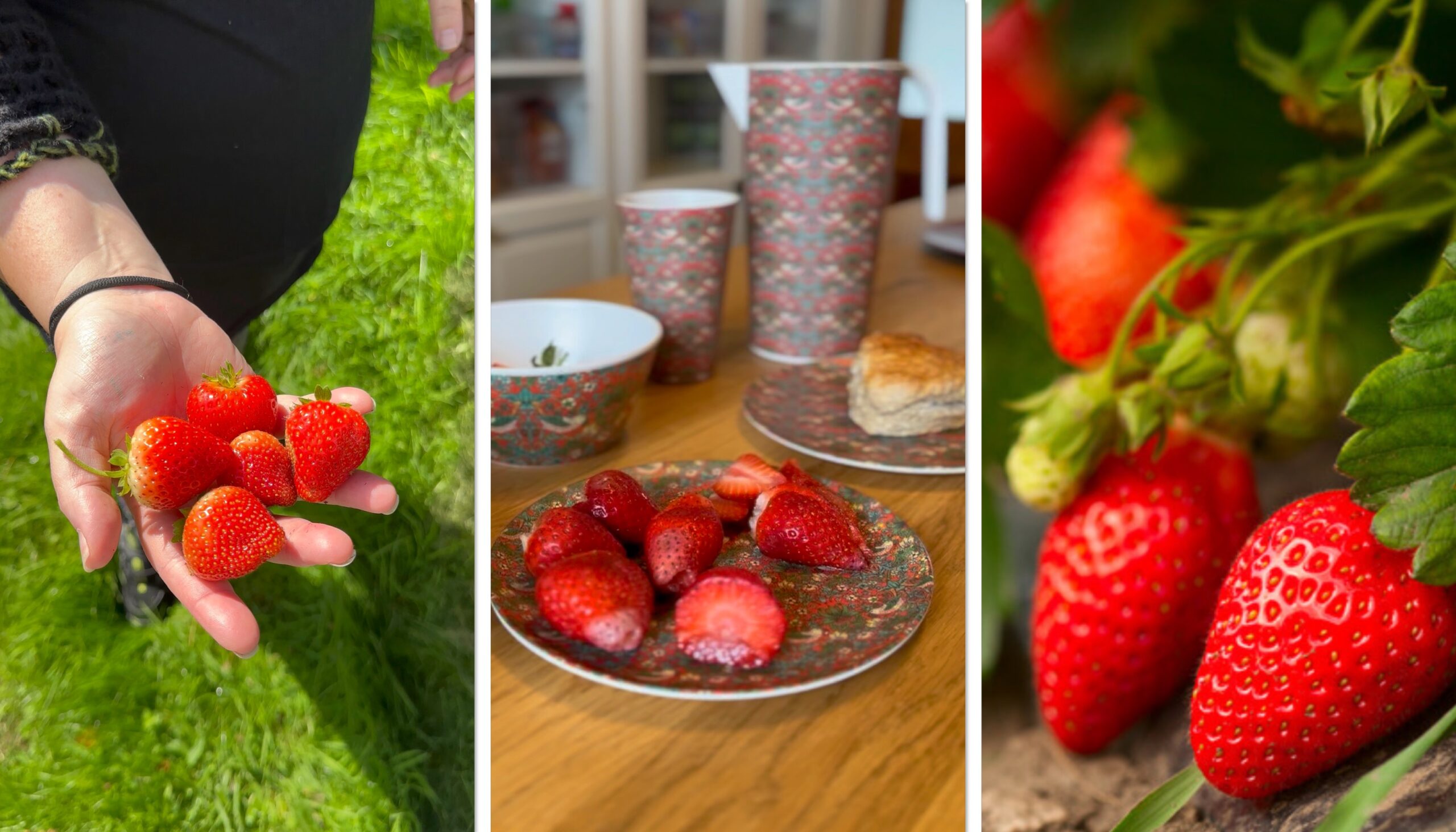 Sweet and Simple: A Beginner’s Guide to Growing Strawberries