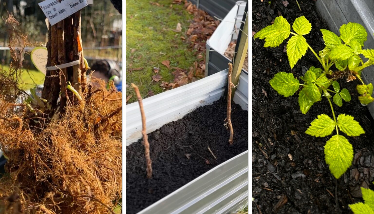 Berry Bliss: Growing Delicious Raspberries at Home
