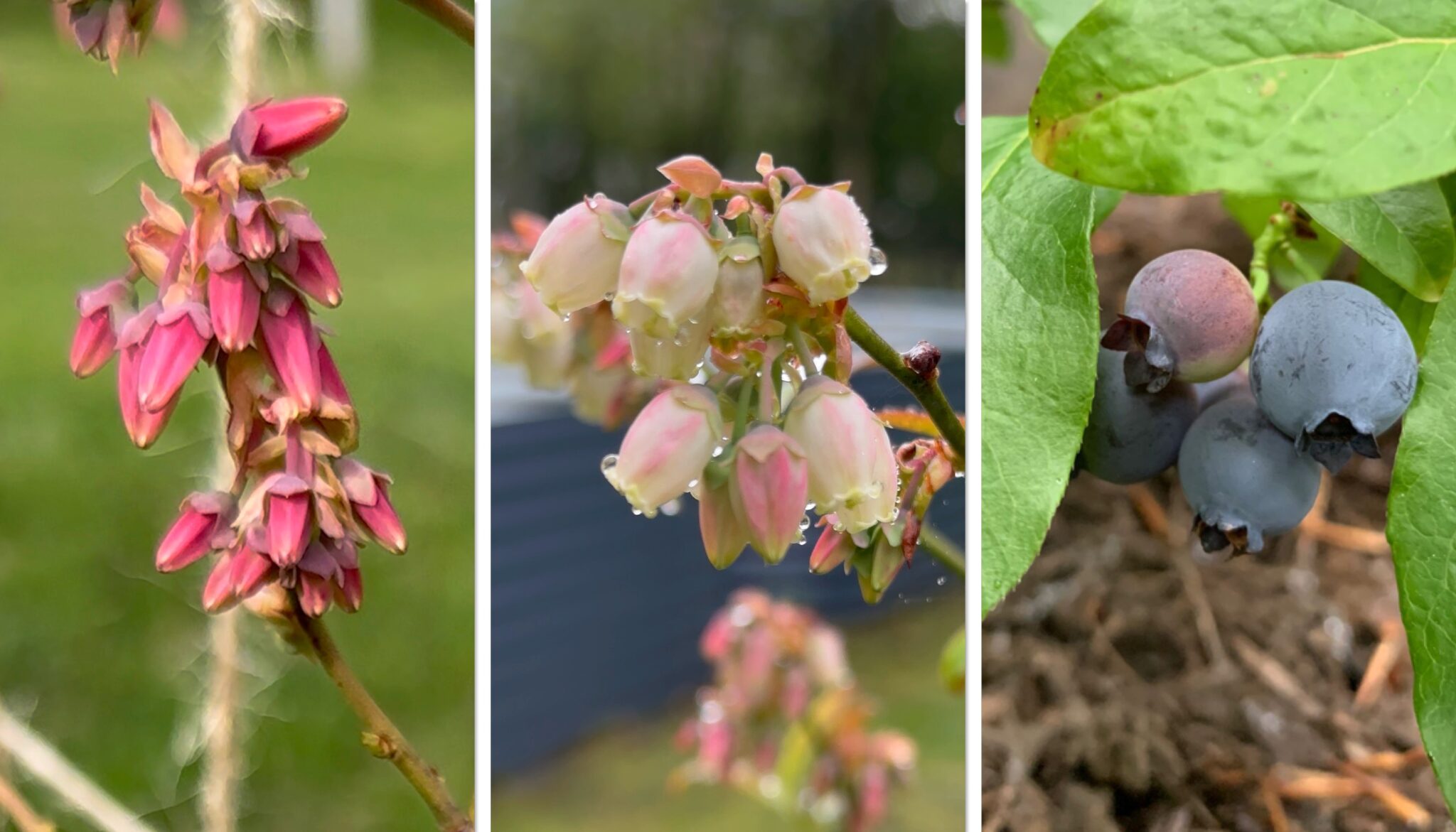 Blueberry Bonanza: Cultivate Delicious Blueberries at Home