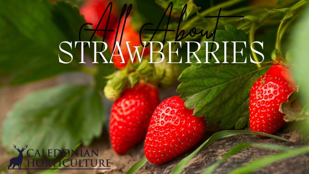 Sweet and Simple: A Beginner’s Guide to Growing Strawberries