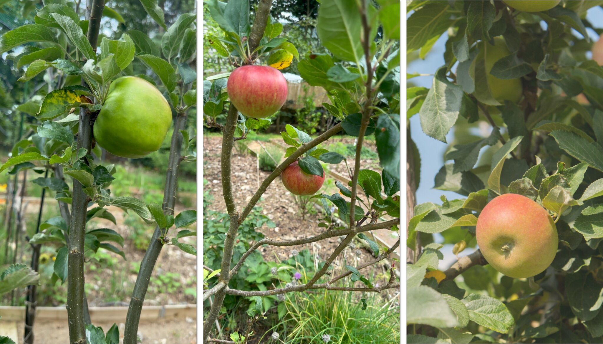 All About Dwarf Apple Tree's | Caledonian Horticulture