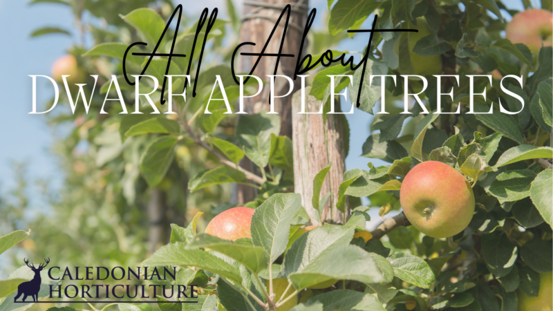 All About Dwarf Apple Tree's | Caledonian Horticulture