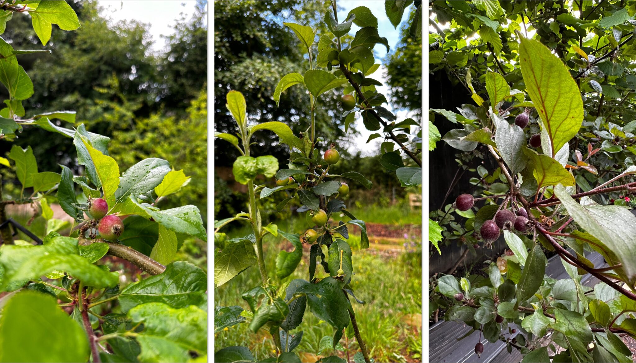 All About Dwarf Apple Tree's | Caledonian Horticulture
