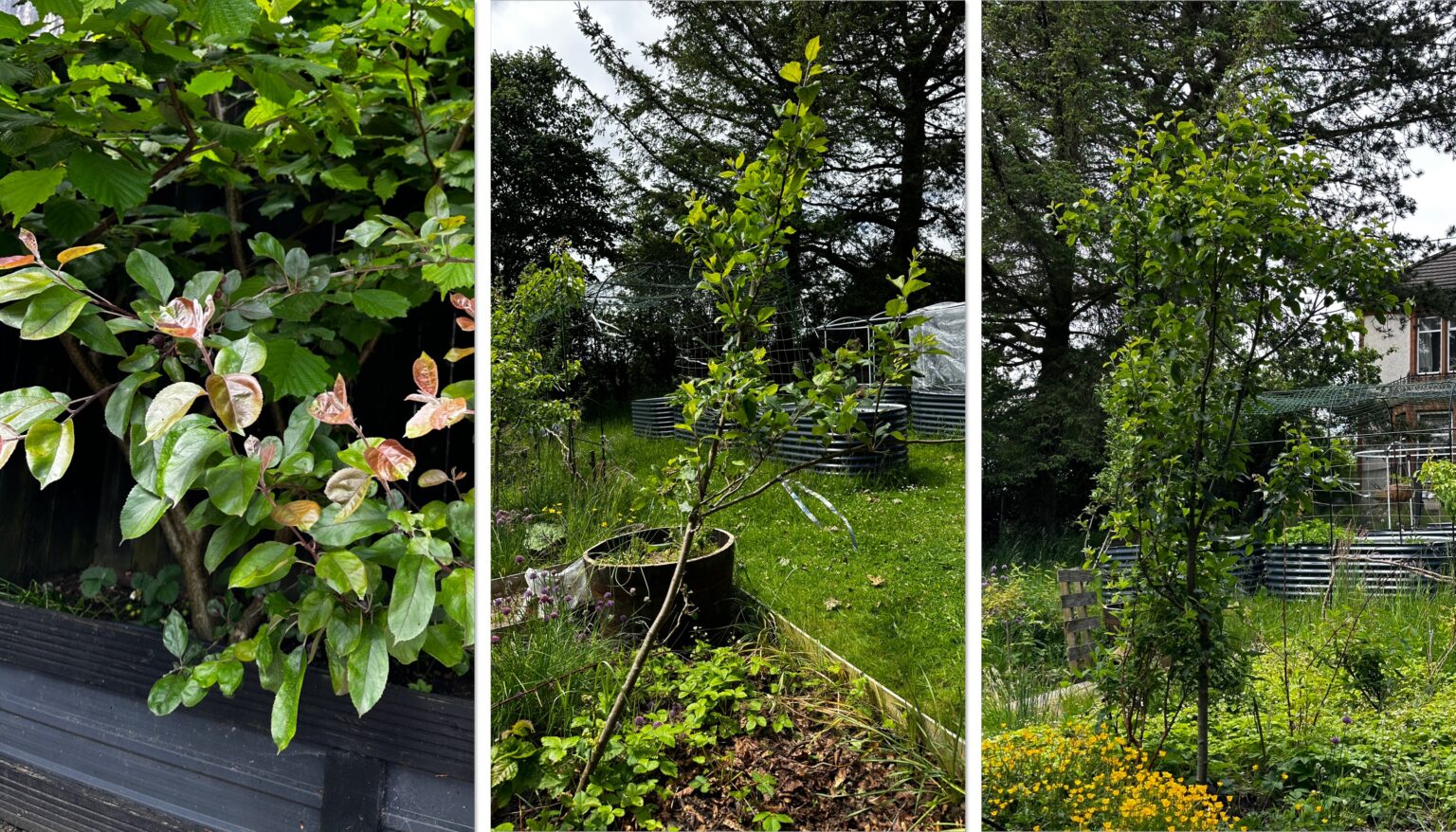 All About Dwarf Apple Tree's | Caledonian Horticulture