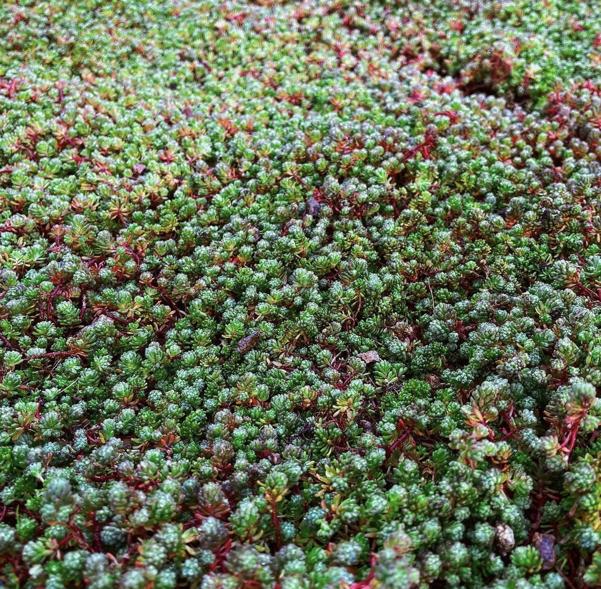 How to make a Green Roof - Caledonian Horticulture