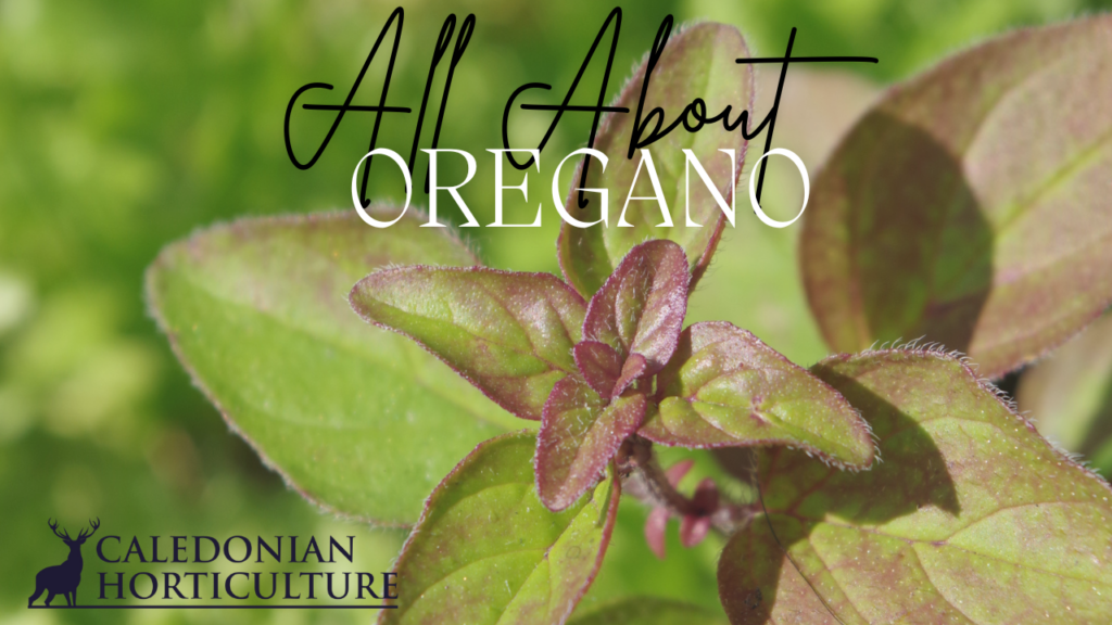 All About Oregano | Caledonian Horticulture