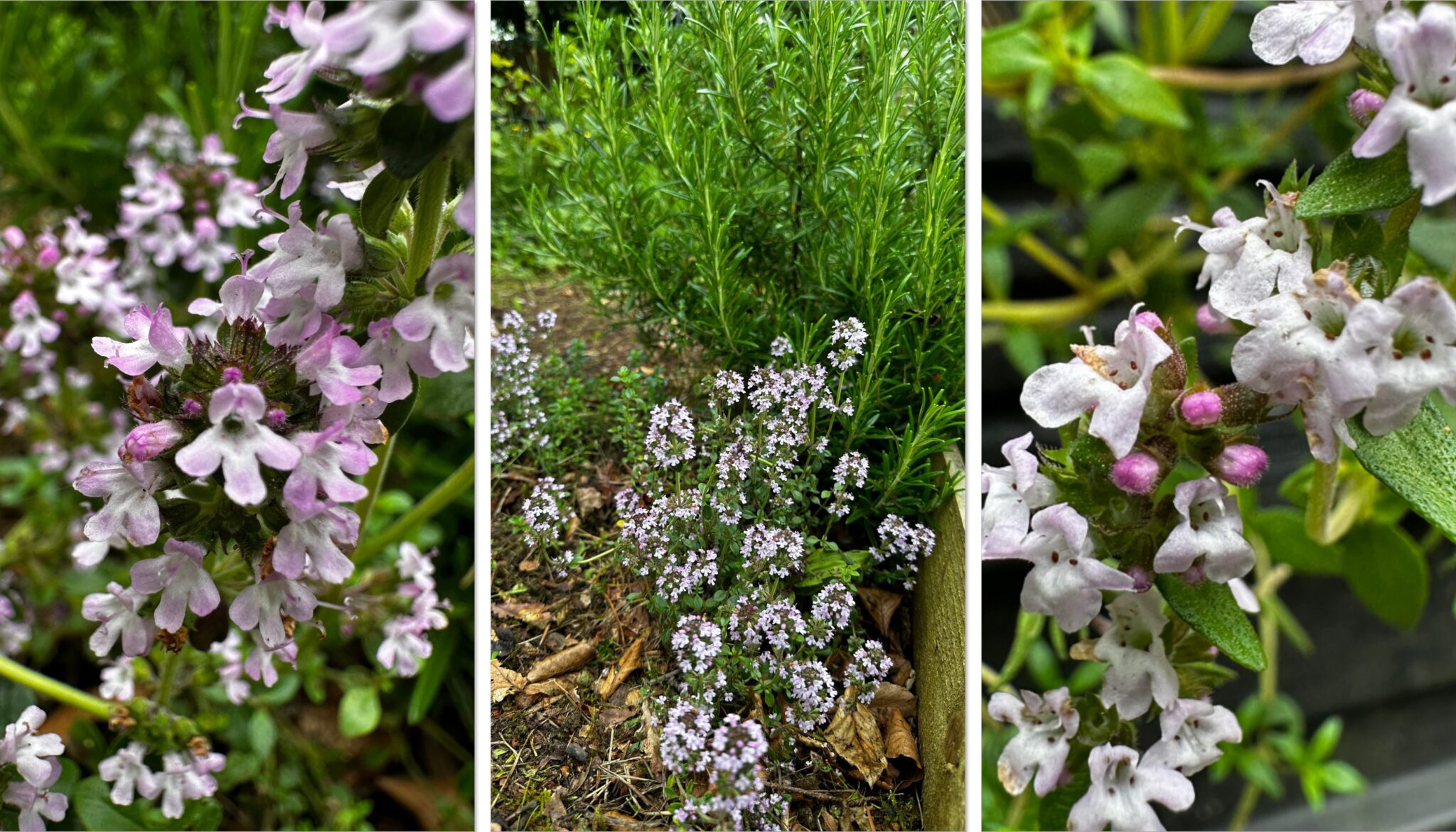 All About Oregano | Caledonian Horticulture