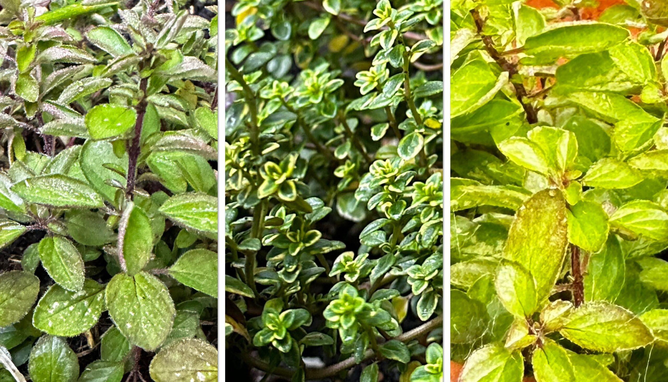 All About Oregano | Caledonian Horticulture
