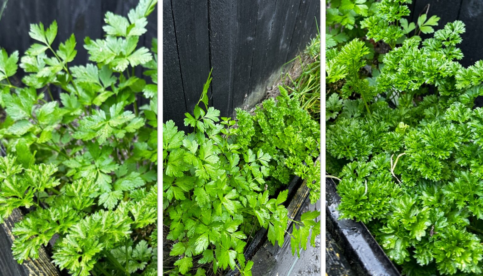 Perfect Parsley - The Green Power Herb | Caledonian Horticulture