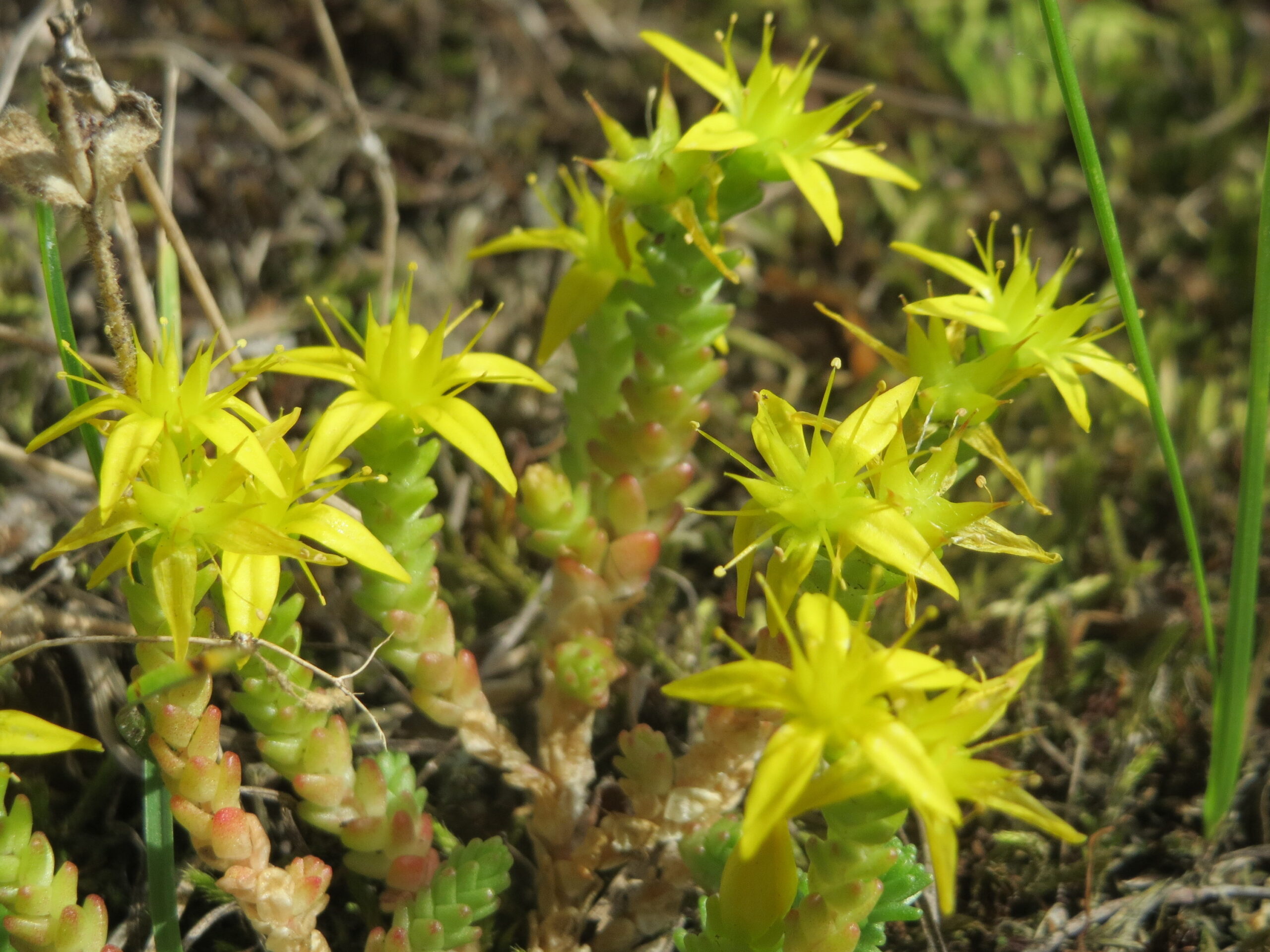 Easy To Grow Plants For Every Season | Caledonian Horticulture