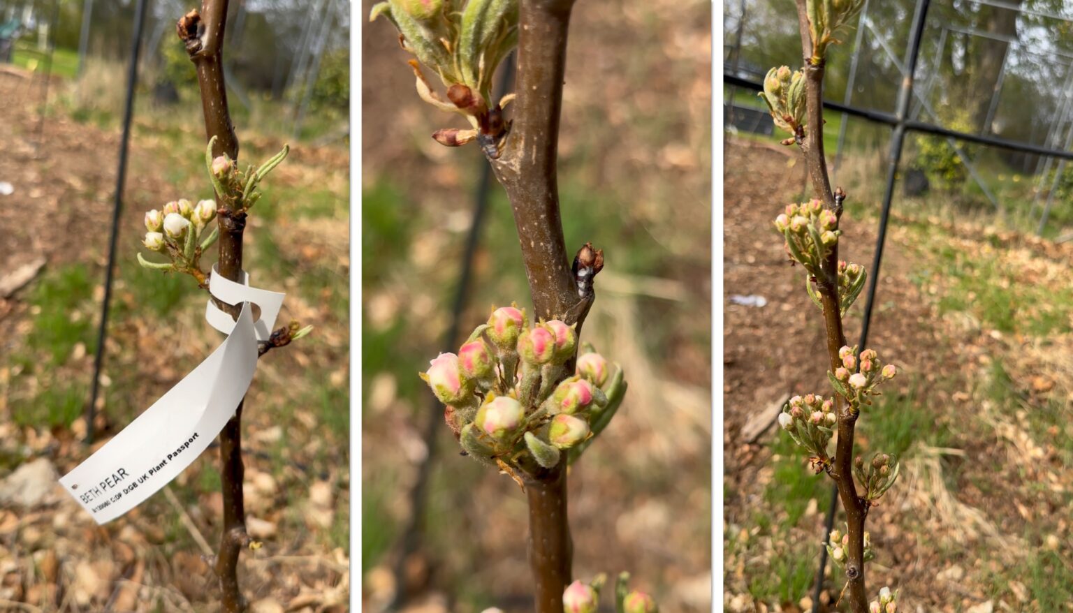 Pear Trees : Purely Pear-fect! | Caledonian Horticulture