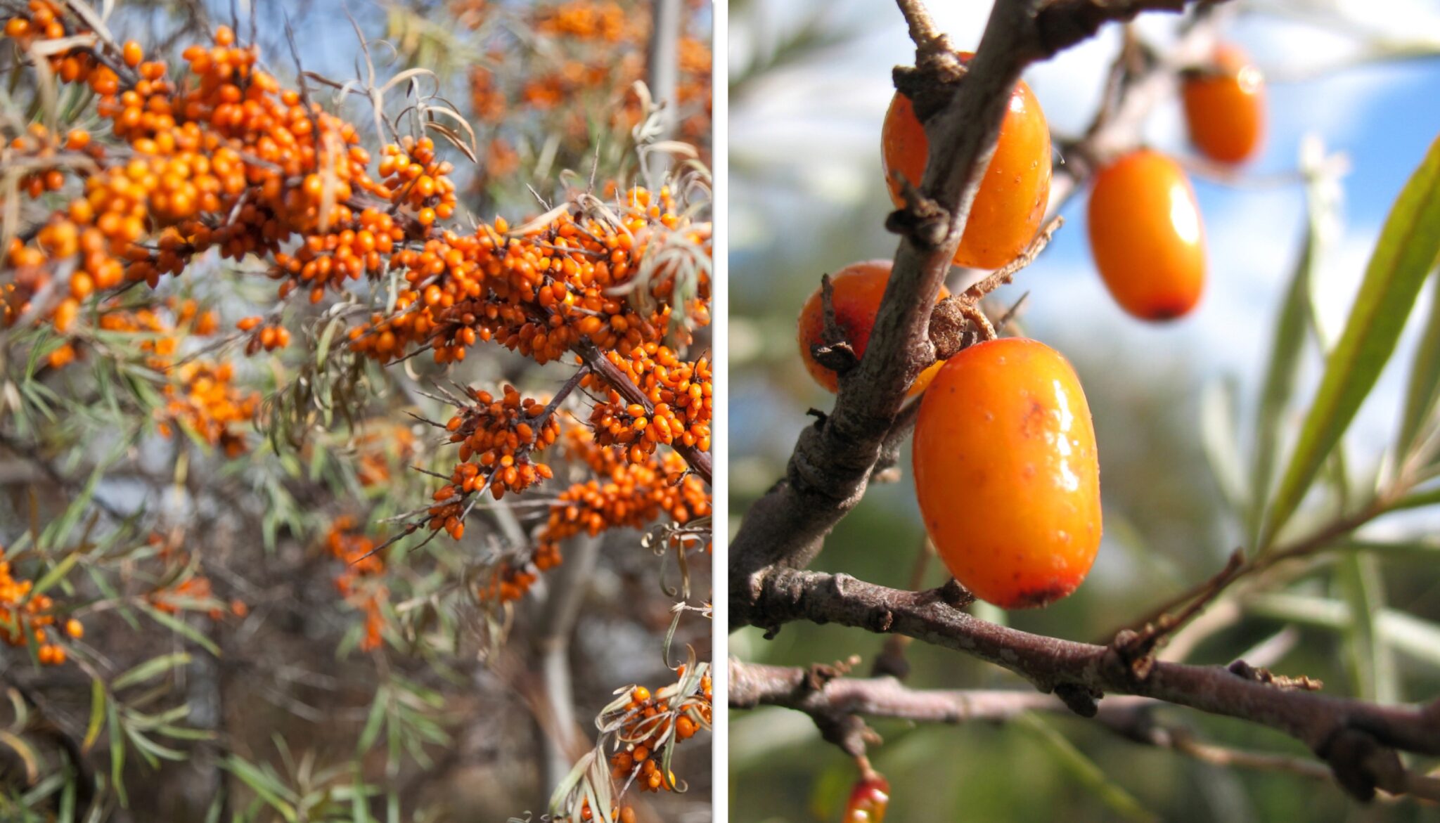 Super Sea Buckthorn : A Tiny Berry with Mega Health Benefits ...