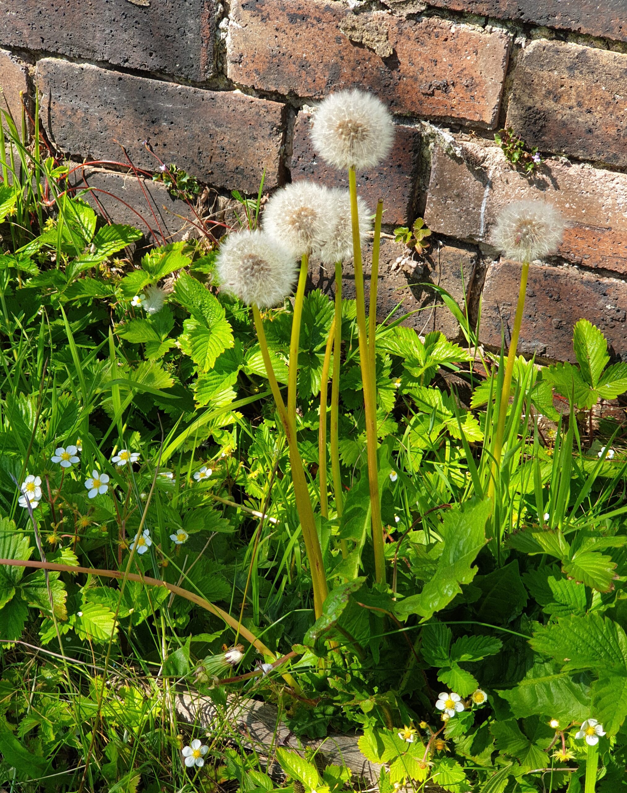 Dandelion: So Much More Than A Weed | Caledonian Horticulture