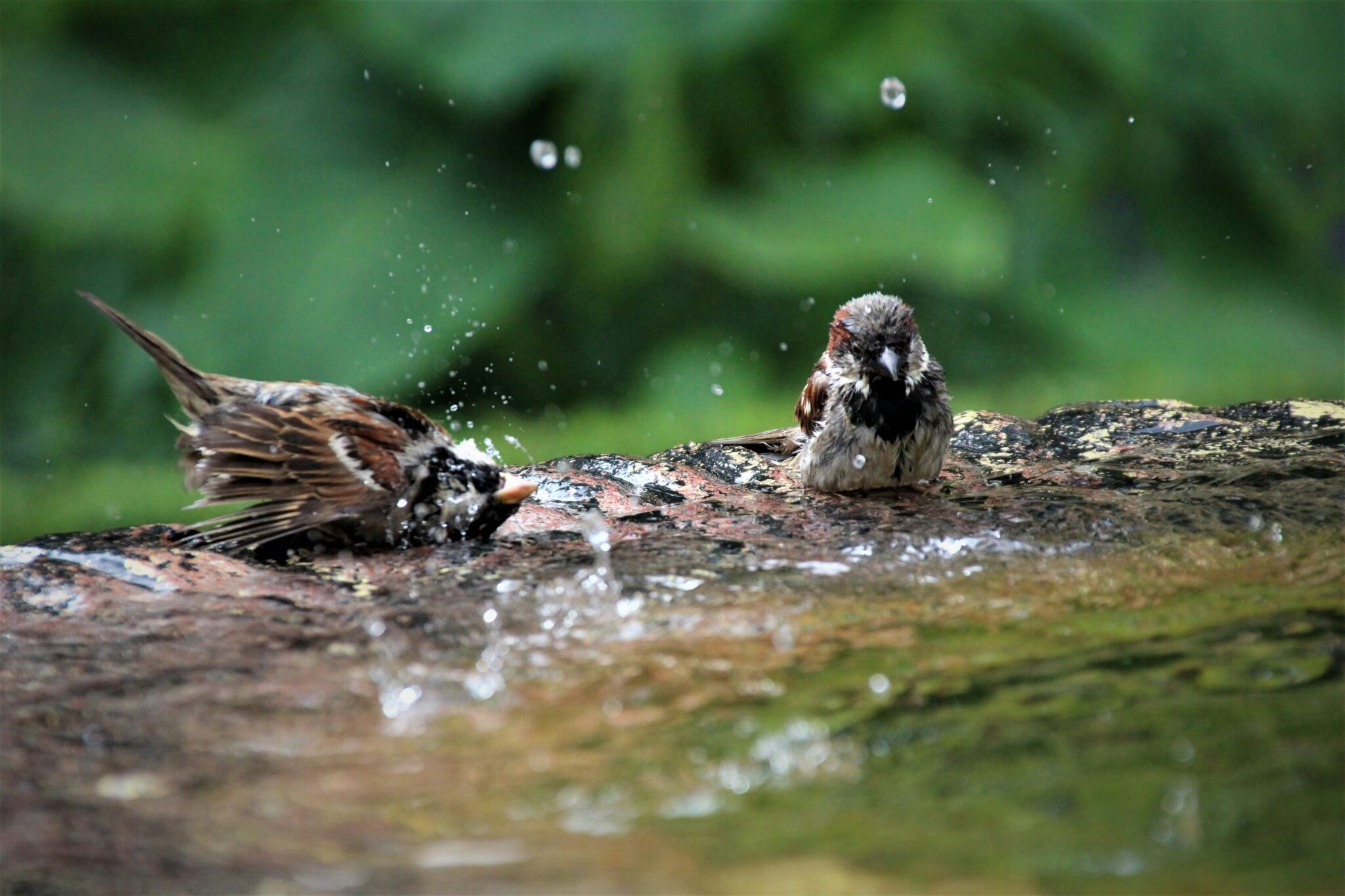 How To Support Birds In Your Garden - Caledonian Horticulture