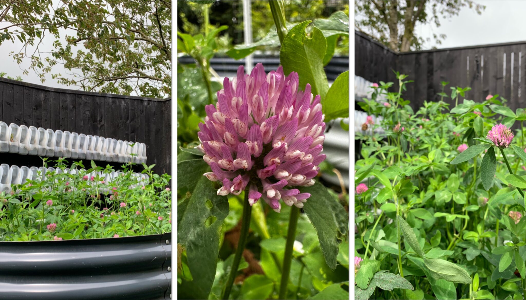 All About Clover in the Scottish Climate - Caledonian Horticulture