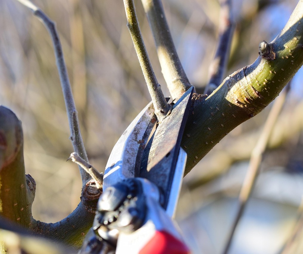 Winter Pruning in the Garden: What to Cut Back and When